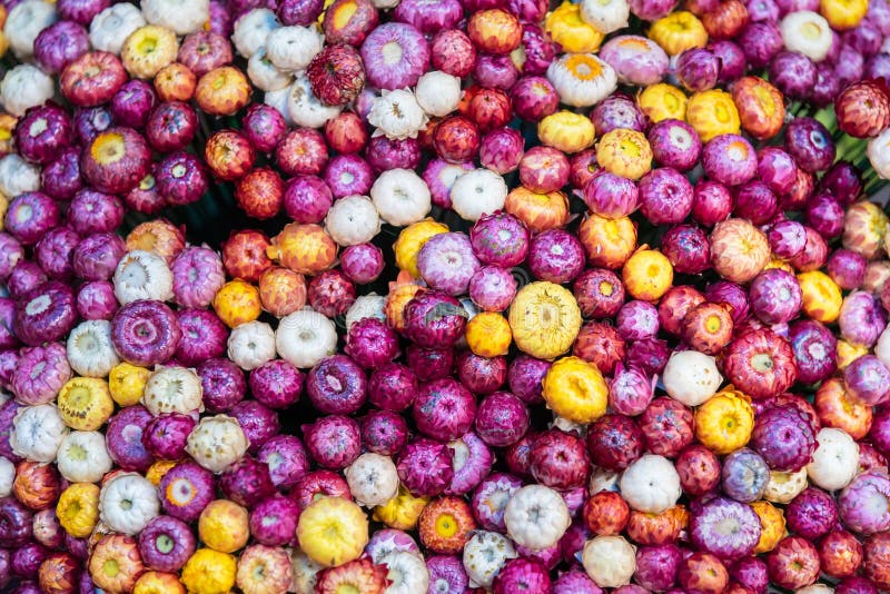 Background of Colorful Everlasting Flowers. Stock Photo - Image of ...