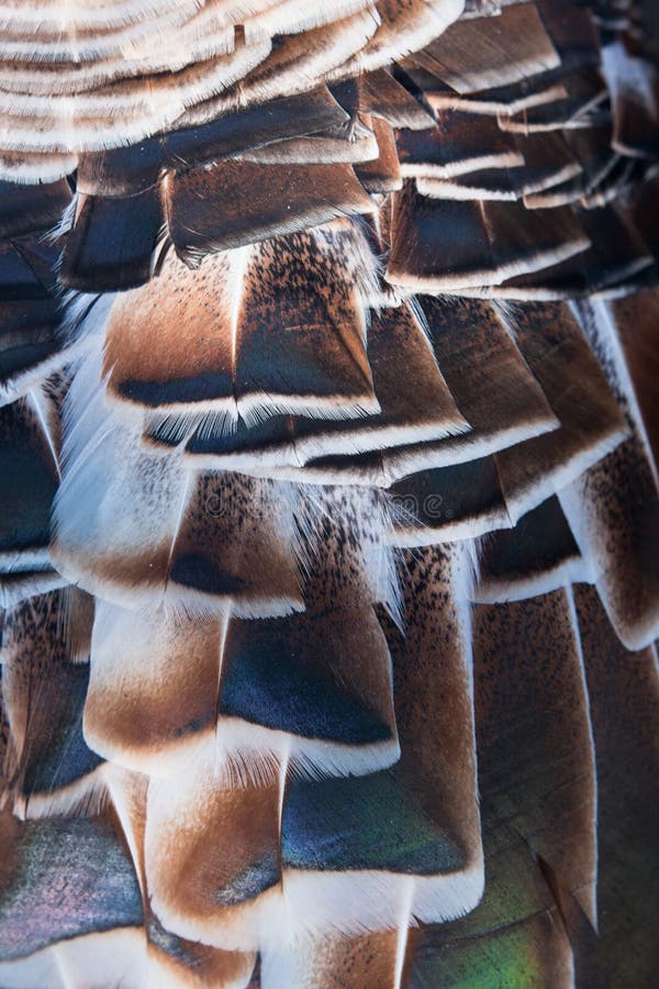 Layered Feathers Stock Photos - Free & Royalty-Free Stock Photos from ...