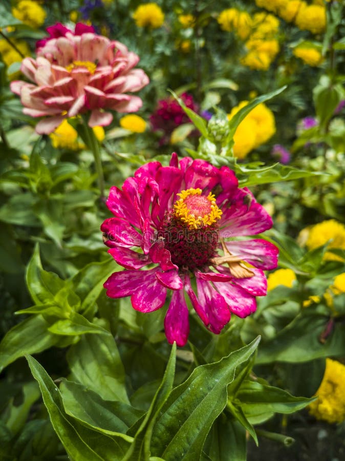 Colorful Flowers in Full Nature in Autumn Stock Image - Image of beauty ...
