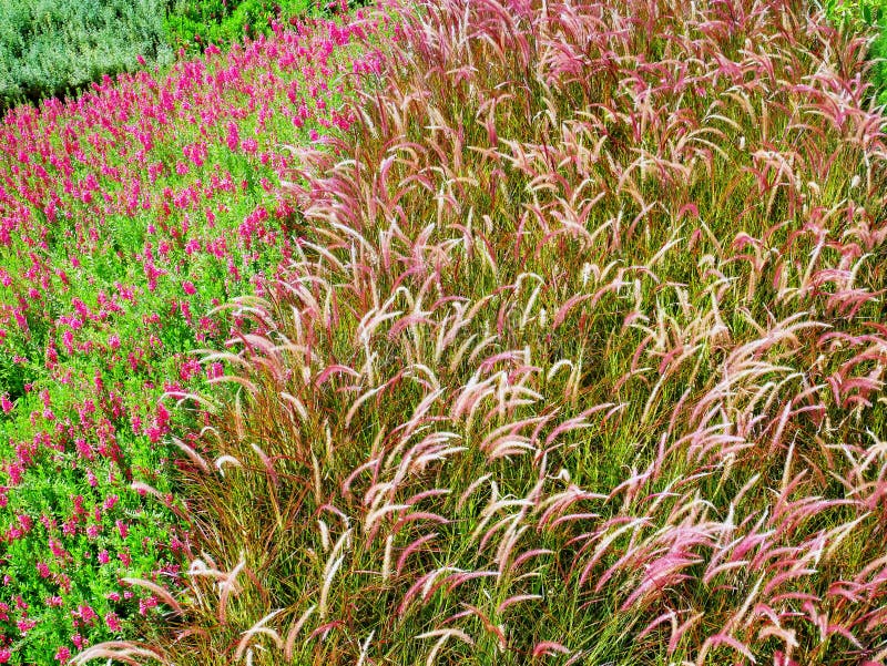 Background of Colorful Flowers and Palea Field Stock Image - Image of ...