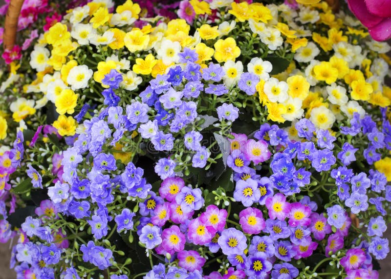 Background Colorful Multicolored Small Artificial Flowers in a B Stock ...