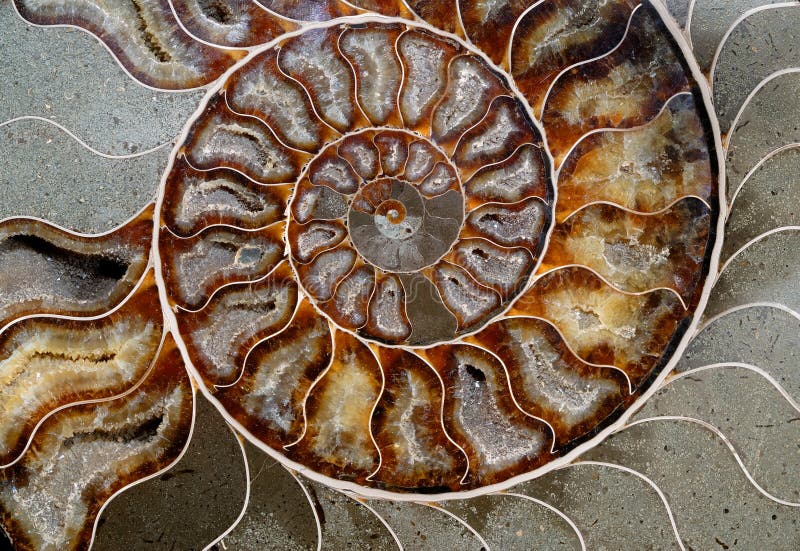 Petrified Seashell Organisms in Ein Qetura Nature Reserve Near Eilat in ...