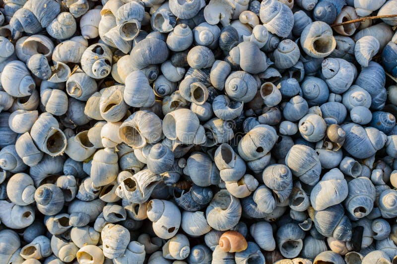 River Shell Texture, Nature Background Stock Photo - Image of outdoor ...