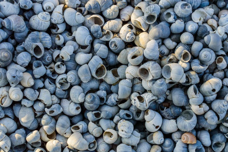 River Shell Texture, Nature Background Stock Photo - Image of outdoor ...