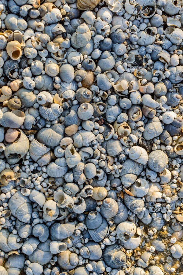 River Shell Texture, Nature Background Stock Photo - Image of outdoor ...