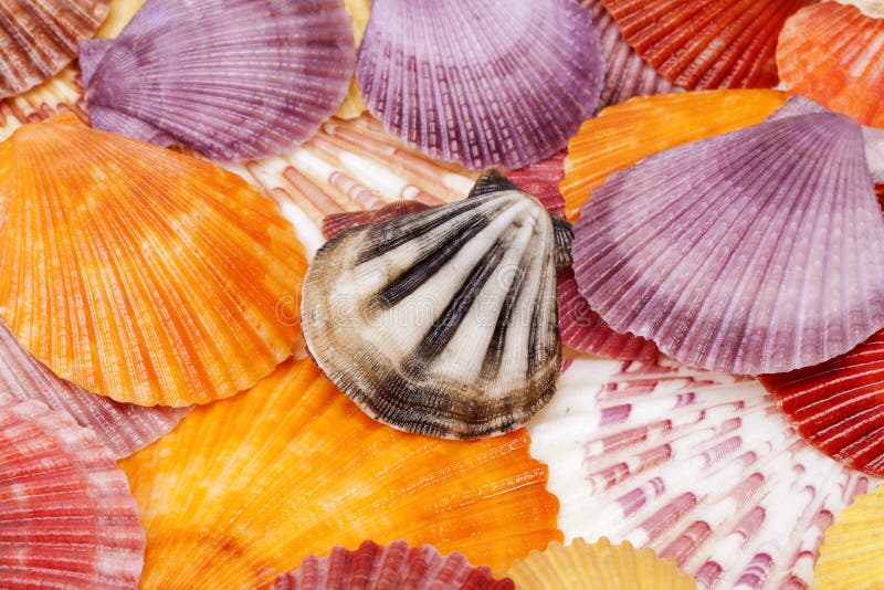Background with Colorful Sea Shells of Mollusks, Close Up Stock Image ...