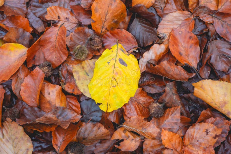 A Background with Colorfull Autumn Leaves Laying Down on the Ground ...
