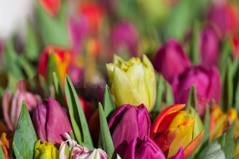 Background of Colourful Vivid Summer Flowers Stock Photo - Image of ...