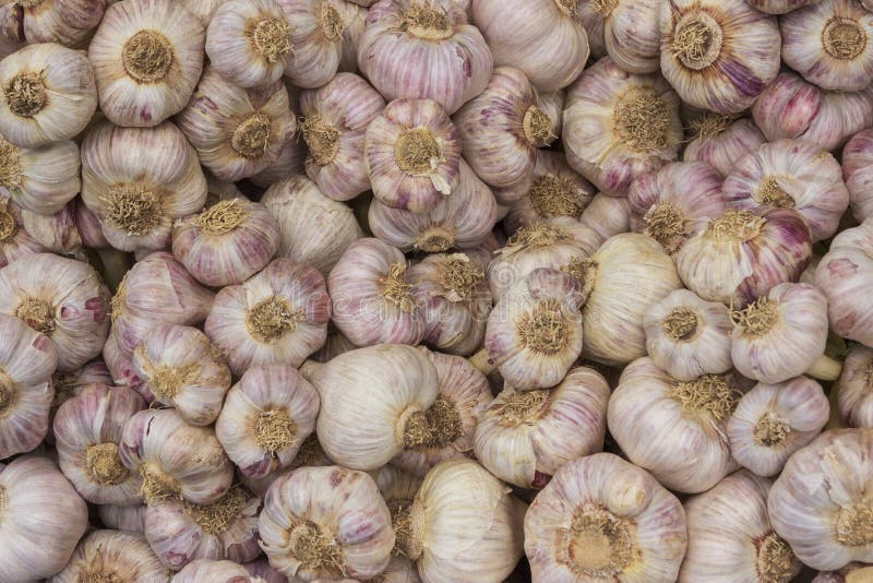 Background Composed from White Garlic Stock Image - Image of closeup ...