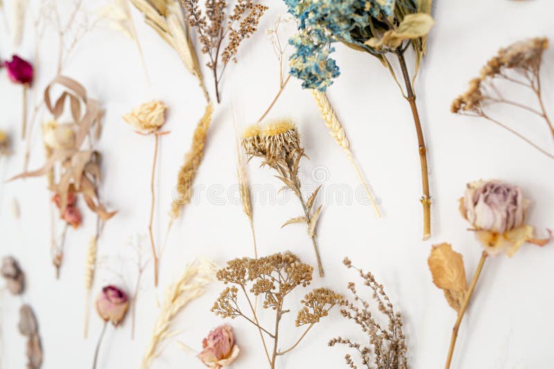 Background is a Composition of Dried Plant Samples. Dried Flowers on ...