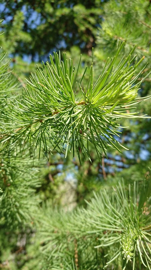 Calothamnus Validus Stock Photos - Free & Royalty-Free Stock Photos ...