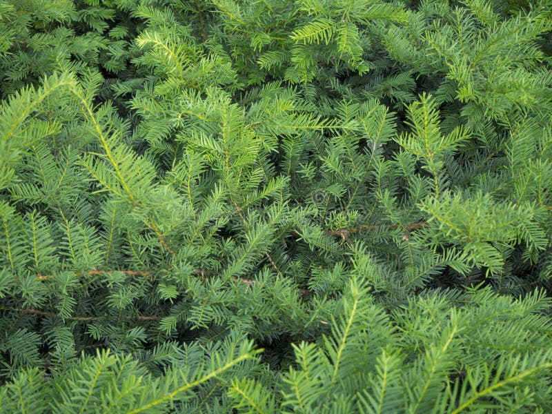 Background of Coniferous Green Spruce Branches Close Up. Christmas Tree ...
