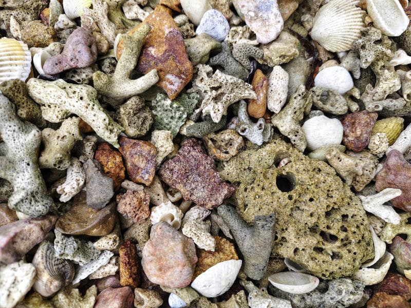 Background of Coral Rocks on the Beach. Many Coral Reef Stones with ...