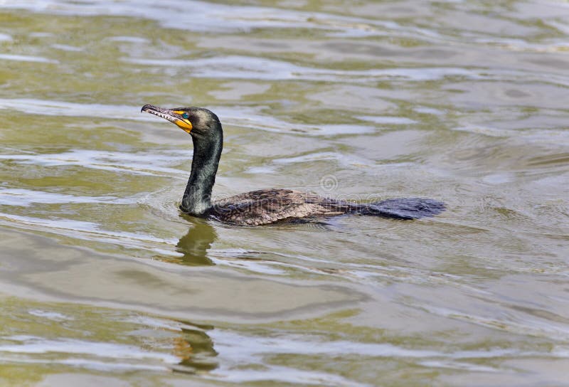 Background with a Cormorant Swimming in Lake Stock Photo - Image of ...