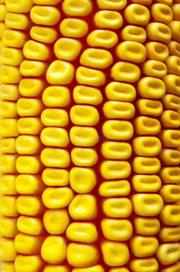 2,997 Small Corn Cob Stock Photos - Free & Royalty-Free Stock Photos ...