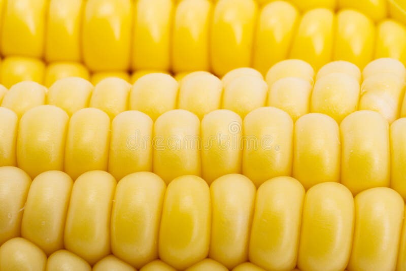 Background of Corn Close-up Stock Image - Image of organic, farm: 254210759