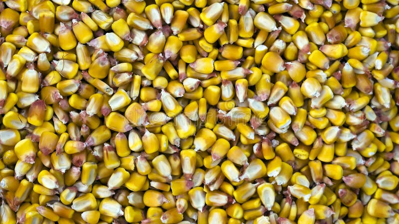 Corn Cob and corn kernel stock image. Image of agriculture - 14983085