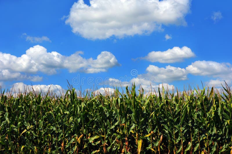 Background Corn Crop stock photo. Image of pretty, corn - 77170642