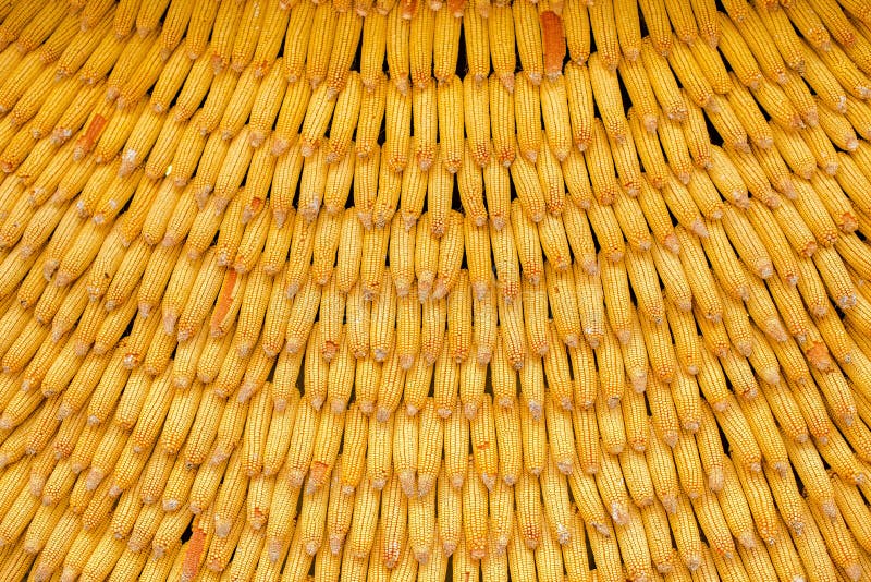 Background from Corn. Drying Corn, the Process of Preparing Seeds for ...
