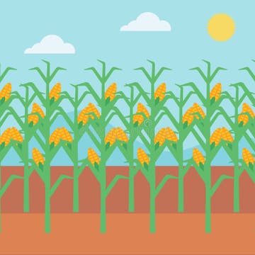 Cartoon Corn Field Stock Illustrations – 3,260 Cartoon Corn Field Stock ...