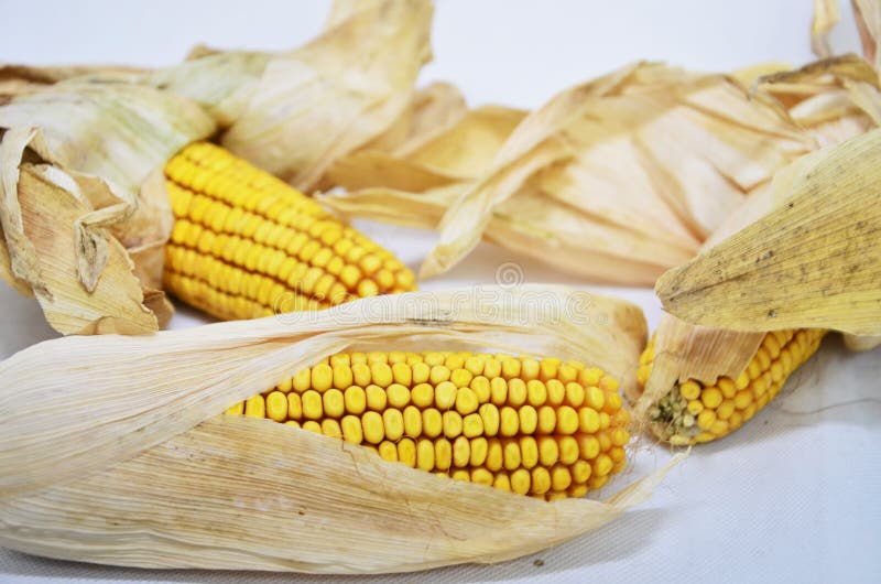 Background with corn stock photo. Image of corn, husk - 46842102