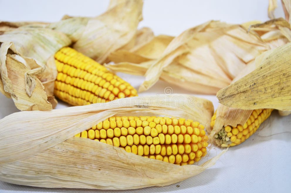 Background with corn stock photo. Image of corn, husk - 46842102