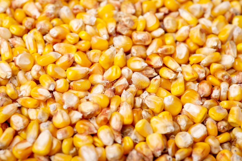 Background of corn grain stock image. Image of crop - 269843691