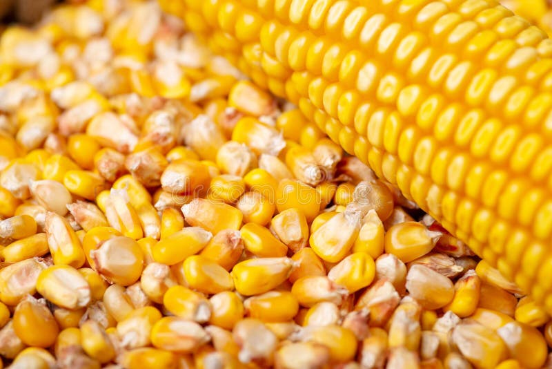 Harvest of corn concept stock photo. Image of sack, background - 269843696