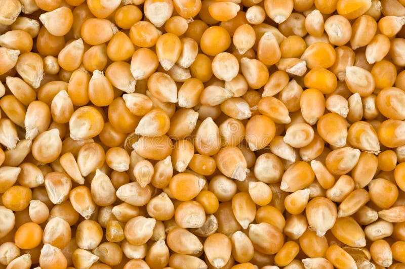 Background of corn kernels stock image. Image of beans - 9752201
