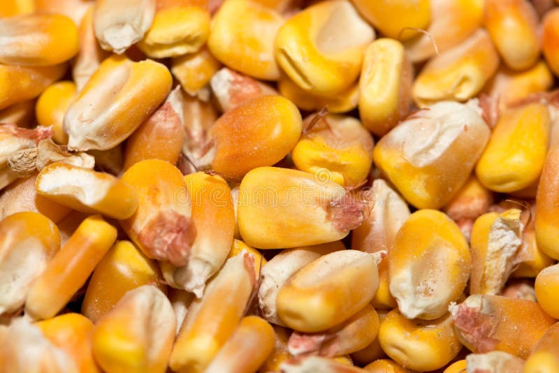 Background from Corn. Macro Stock Image - Image of kernel, farm: 100858147