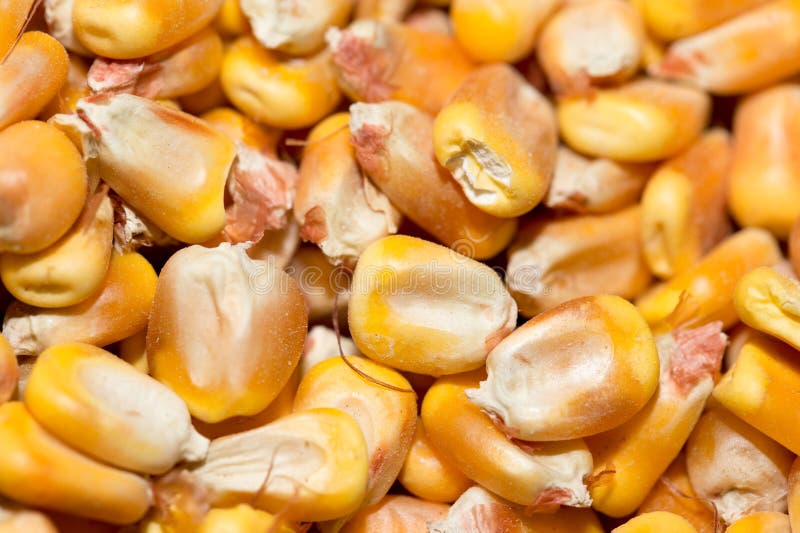 Background from Corn. Macro Stock Image - Image of natural, corn: 89604699