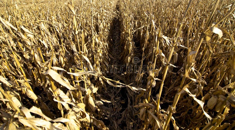 Background of corn rows stock image. Image of horticulture - 13279677