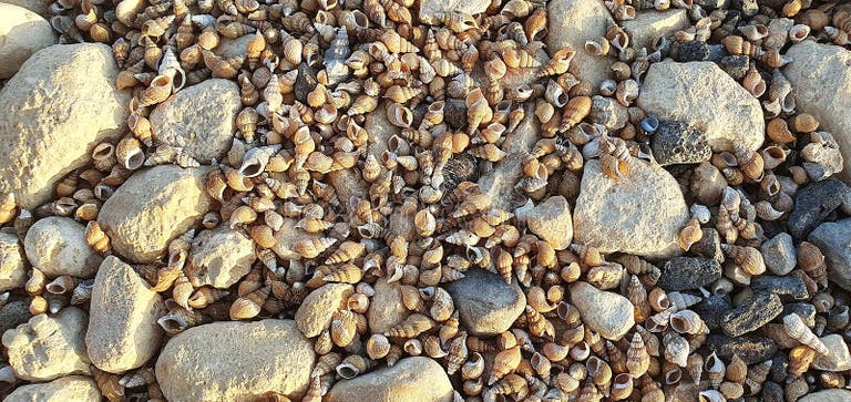 Abundance of Time in the Form of Shells and Pebbles on the Beach. Stock ...