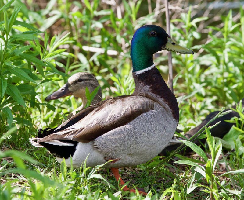 Beautiful Isolated Image of Two Mallards Standing Stock Photo - Image ...