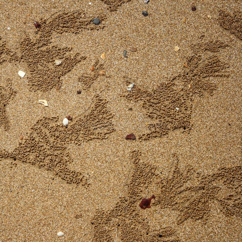 Background of Crab Making Sand Balls Stock Image - Image of animal ...