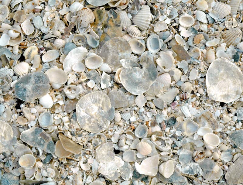 Shattered Seashells Stock Photos - Free & Royalty-Free Stock Photos from Dreamstime