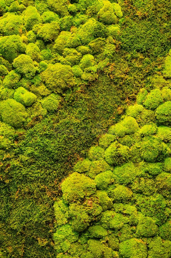 Background Created by Fresh Green Moss Stock Image - Image of flora ...