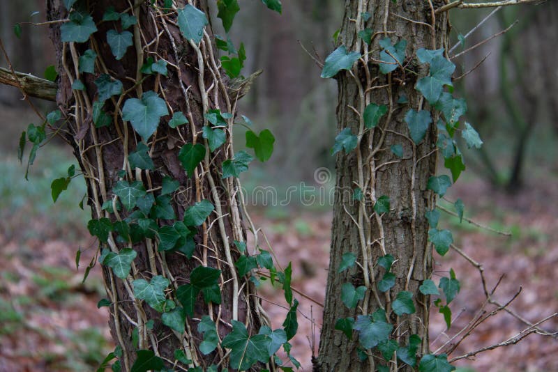 Background Creeper with Green Leaves on Two Trees Stock Image - Image ...