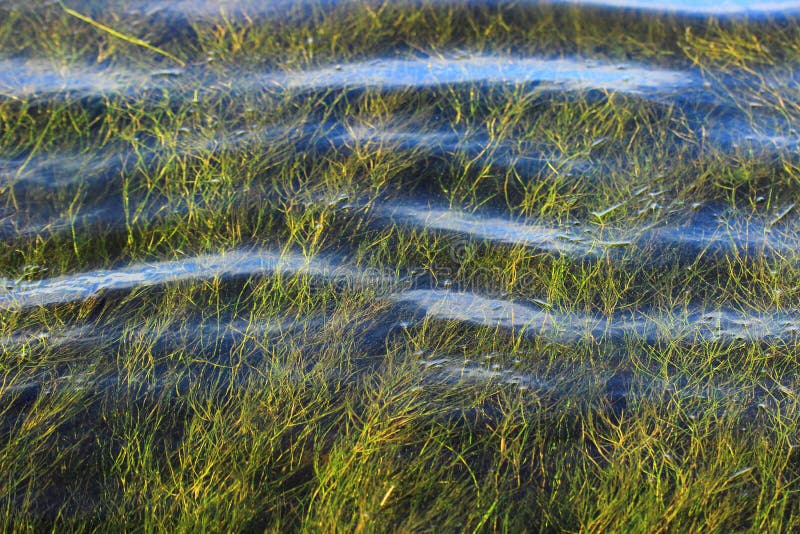 Background from Creeping on the Surface of the Water Algae Stock Photo ...