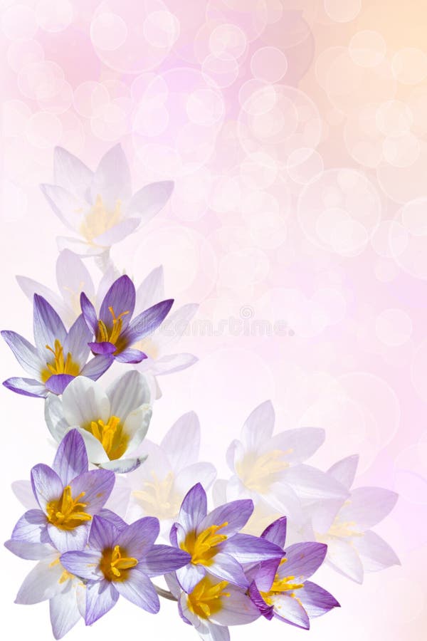 Background with crocuses stock image. Image of daylight - 28695339