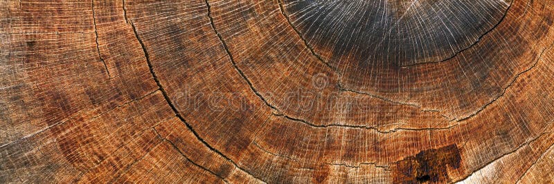 Background from Cross Section of Tree Trunk Oak, Panorama Stock Image ...