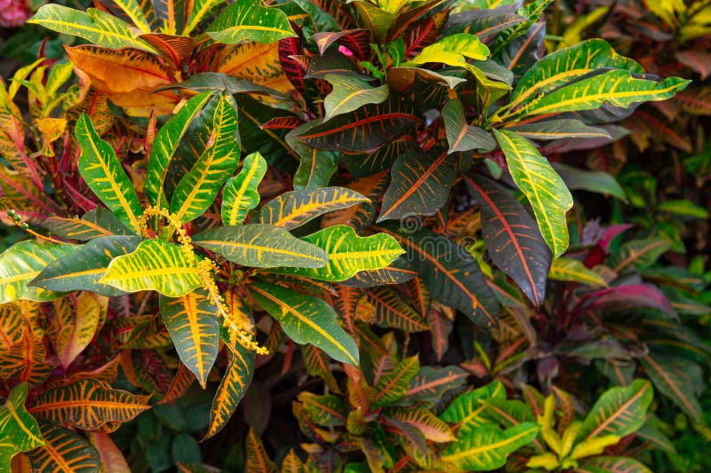 Background with Croton Leaves of Different Colors. Stock Photo - Image ...