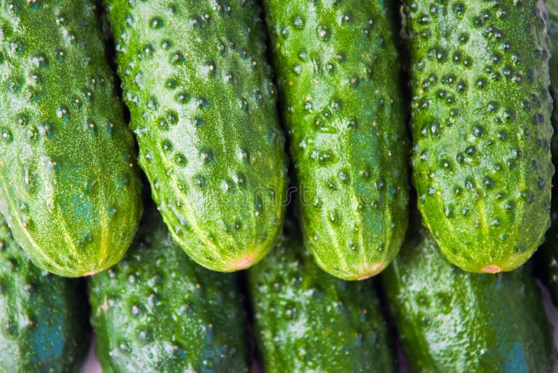 Background of the Cucumbers. Stock Image - Image of tasty, juicy: 20182689