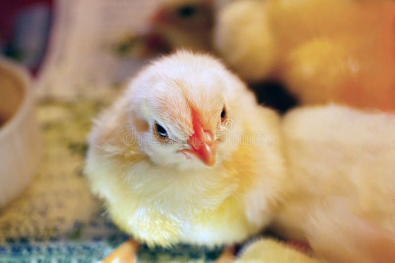 Small Yellow Fluffy Chicken on the Farm Stock Photo - Image of chicken ...