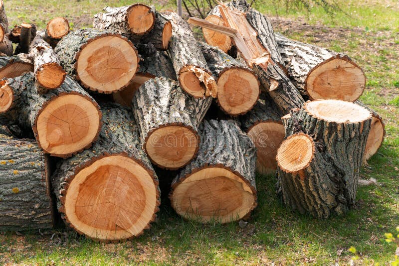 Background from Cut Down Trees. Deforestation, the Problem of Lack of ...