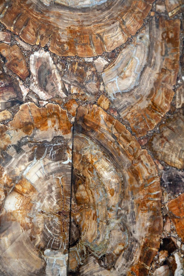 The Background is from a Cut of a Polished Fossilized Tree with an ...