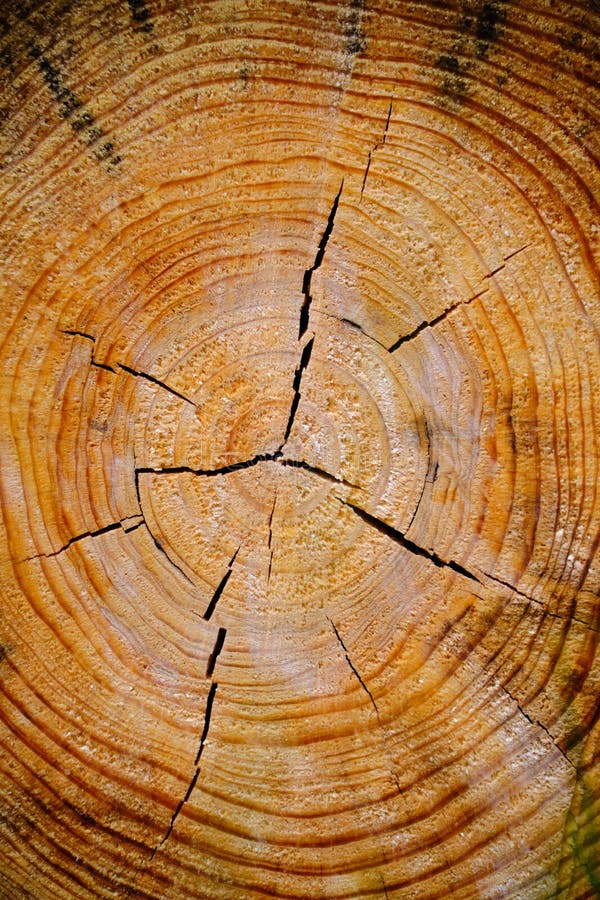 Background is Cut of Tree with Annual Rings Stock Image - Image of ...