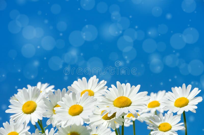 Spring Background with Daisies Stock Photo - Image of blur, daisy: 19873730