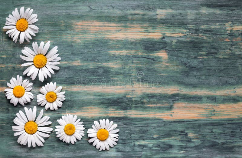 Background of Daisies on an Old Wood Board Stock Photo - Image of ...
