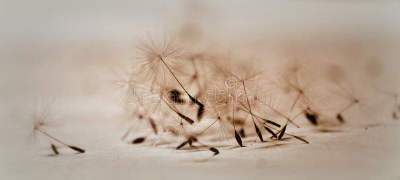 Background with a Dandelion Seeds Stock Image - Image of structure ...